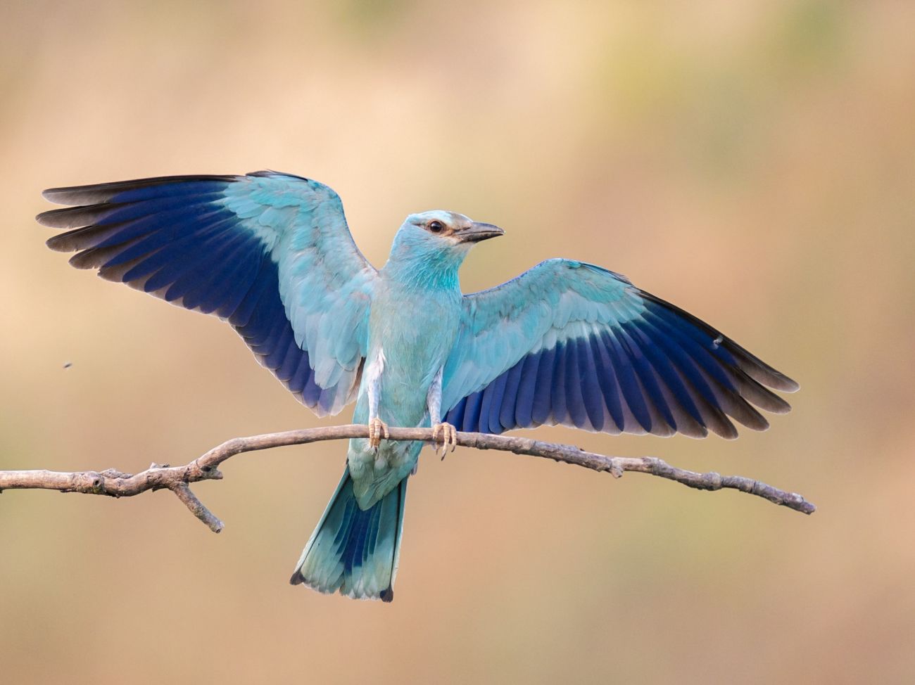 Polska populacja kraski na skraju wymarcia - Monitoring Ptaków Polski